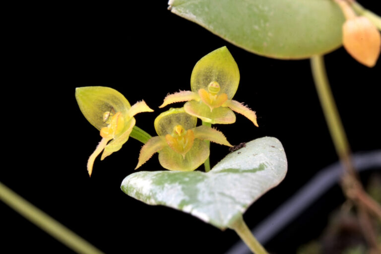 Acronia Archives - Sonoma County Orchid Society