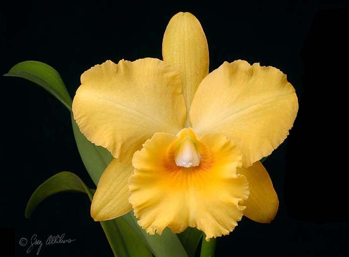 Brassolaeliacattleya (Blc.) [Brassavola × Cattleya × Laelia] - Sonoma ...